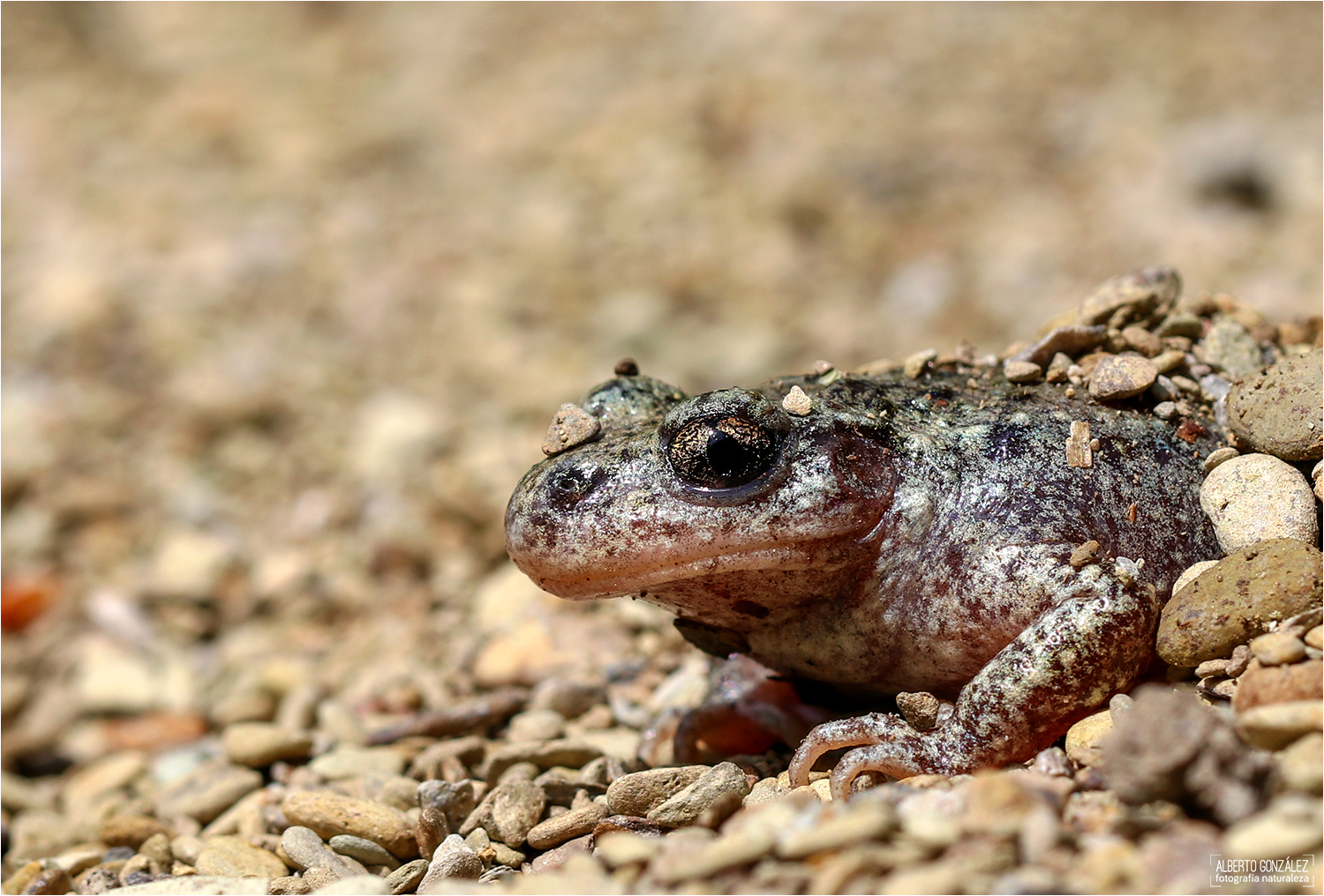 fotografía de anfibios