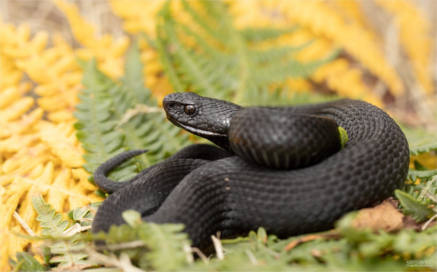 ¿Qué hacer si te muerde una víbora? Protocolo de actuación 【2024】