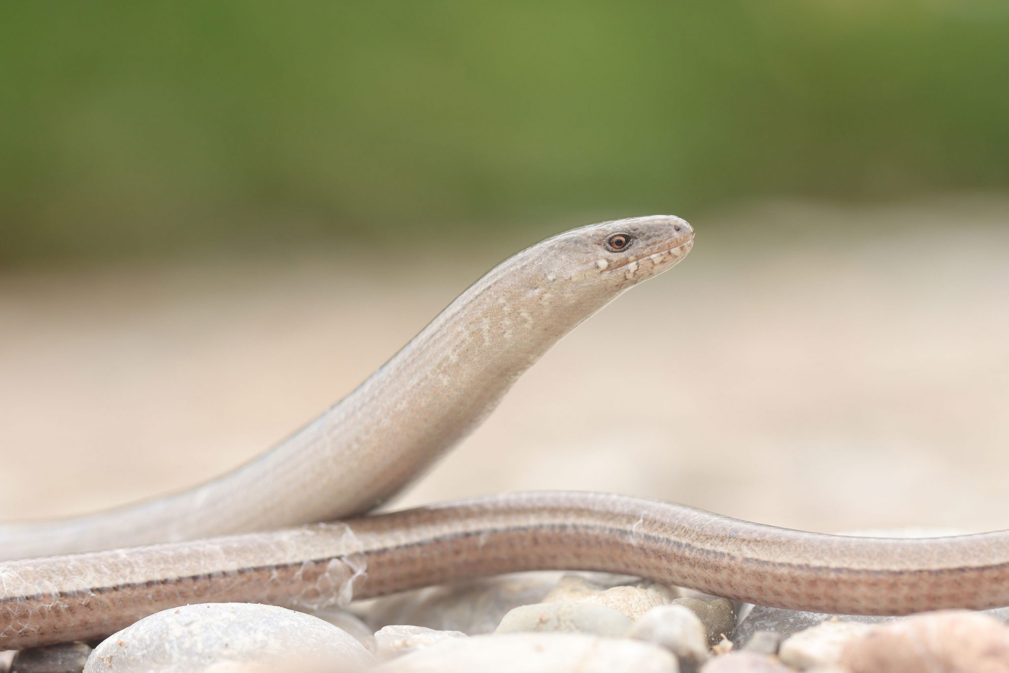 Viaje herpetológico a Grecia 2022. Segunda parte (Peloponeso)