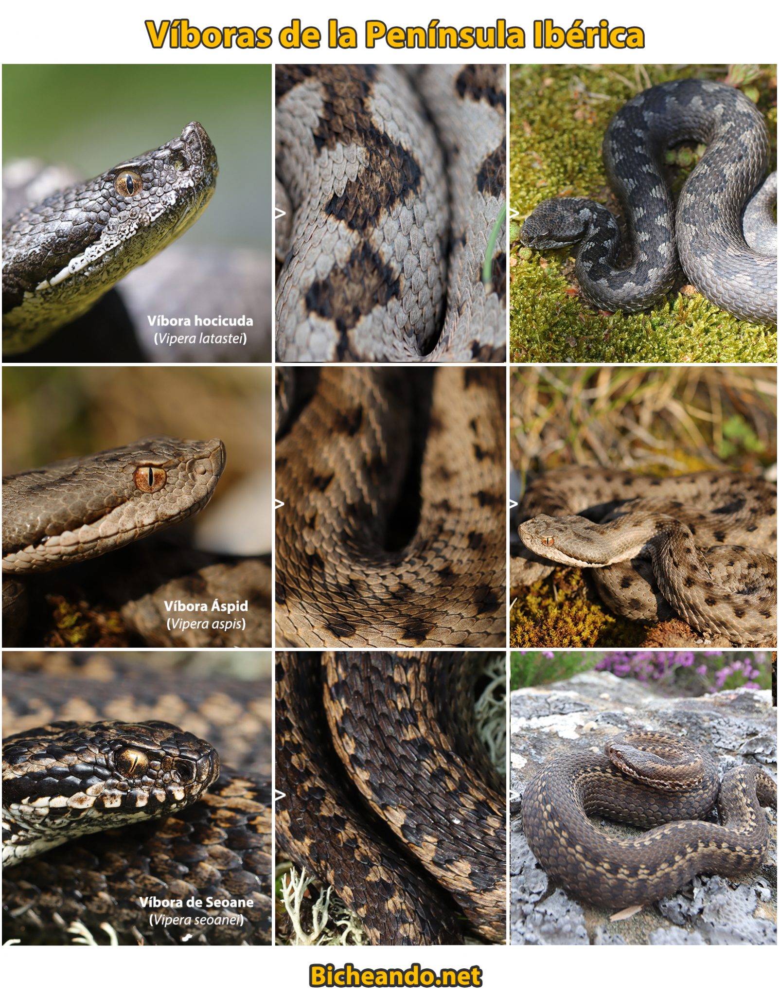 ¿Qué hacer si te muerde una víbora? Protocolo de actuación 【2024】