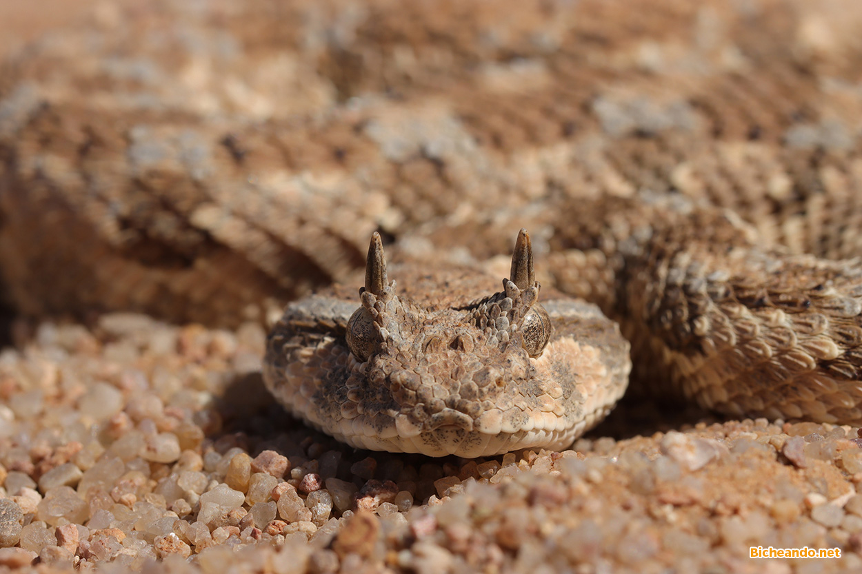 ️ El Blog de los anfibios y reptiles. Bicheando.net